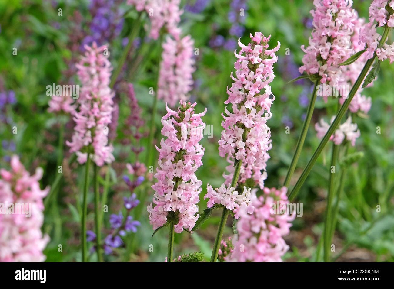 Pale pink Stachys Betonica officinalis, pink betony ‘Rosea’ in flower ...