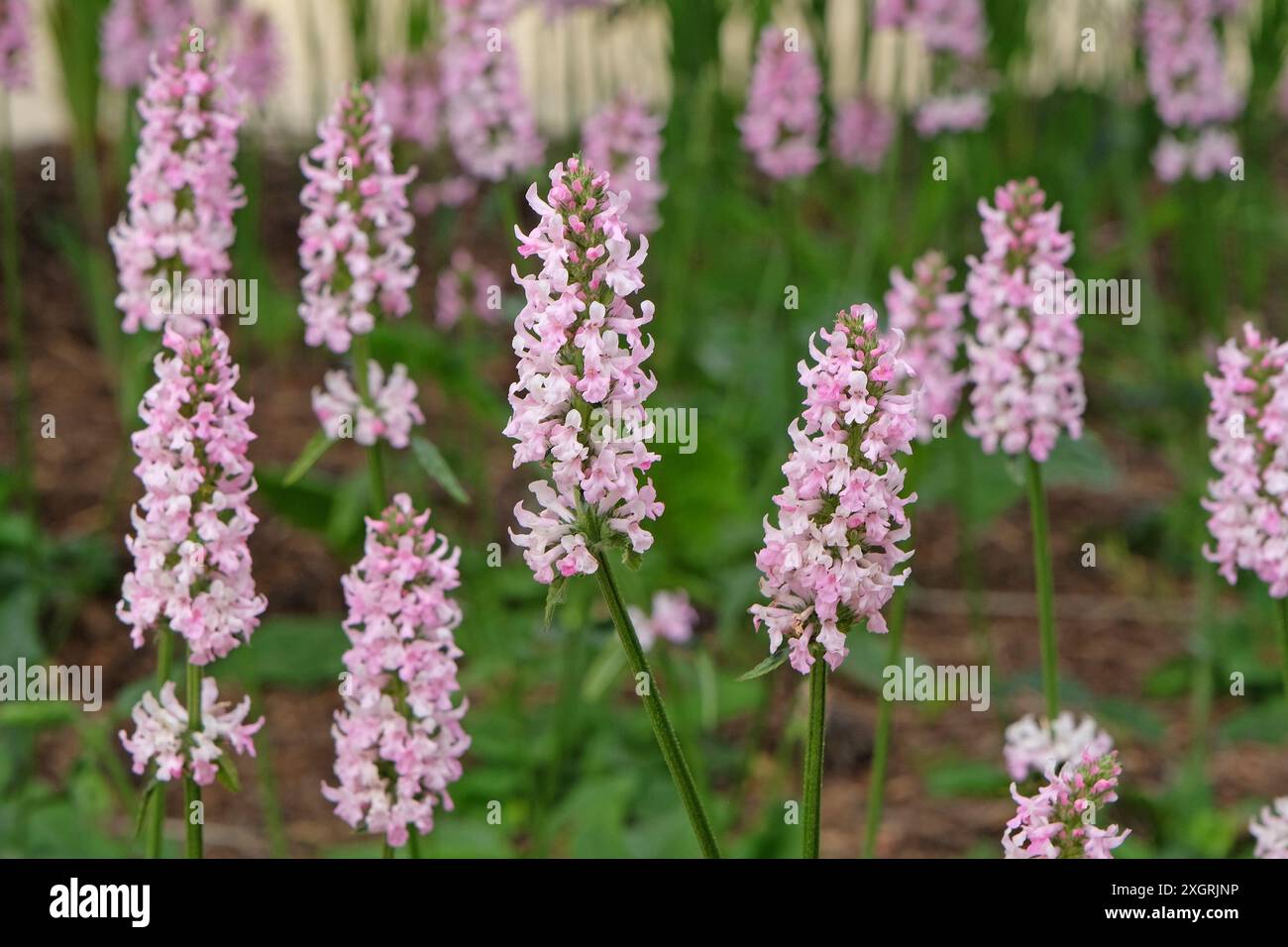 Pale pink Stachys Betonica officinalis, pink betony ‘Rosea’ in flower ...
