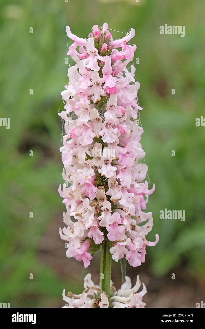 Pale pink Stachys Betonica officinalis, pink betony ‘Rosea’ in flower ...