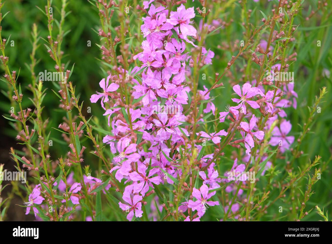 Purple Lythrum virgatum, wand loosestrife ‘Happyness’ in flower Stock ...