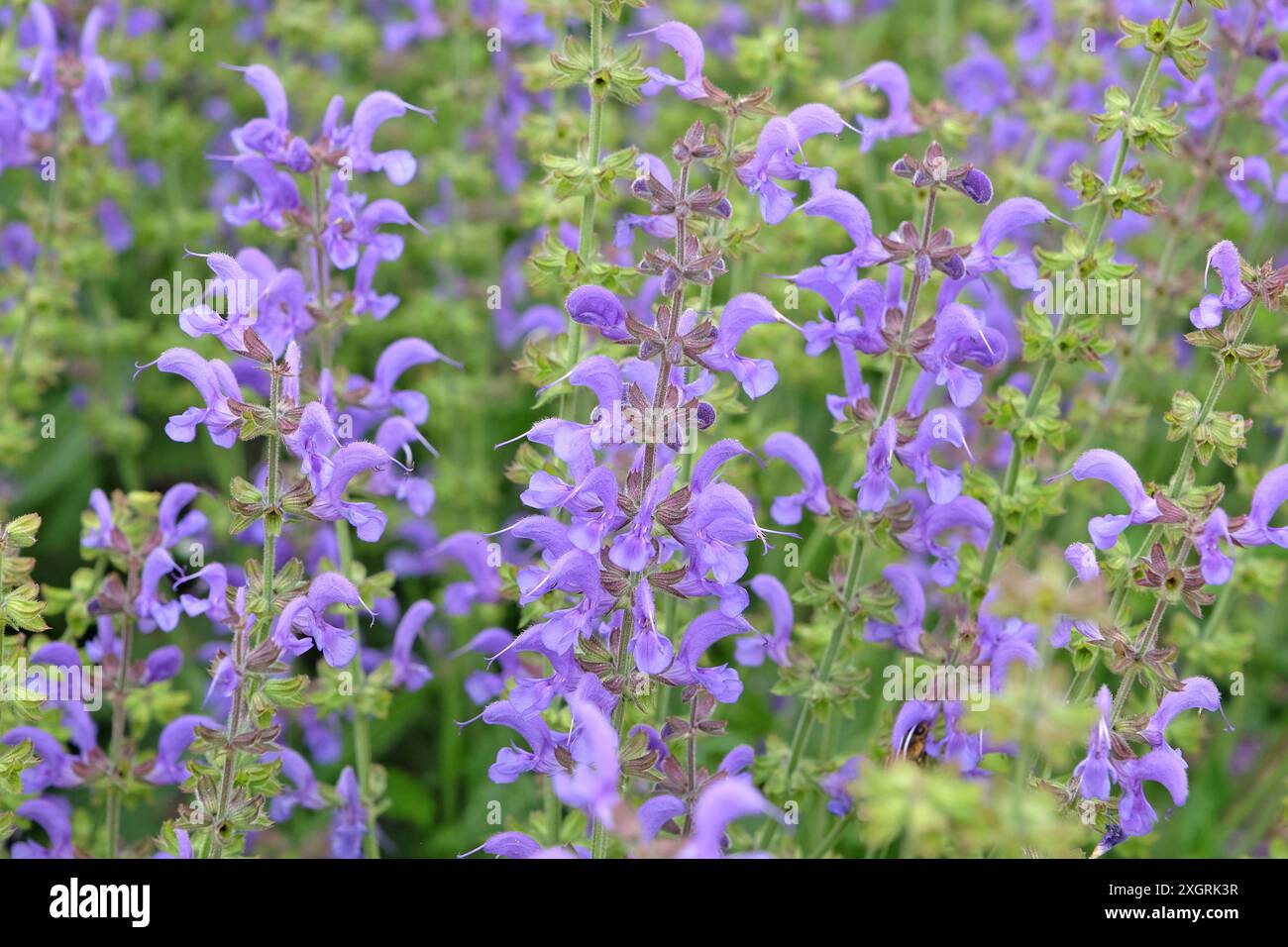 Blue Salvia x sylvestris, wood sage, ‘Rhapsody in Blue’ in flower Stock ...