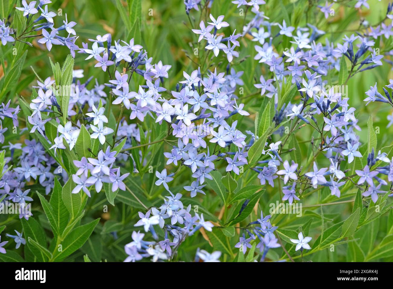 Pale blue Amsonia orientalis, eastern bluestar, in flower Stock Photo ...