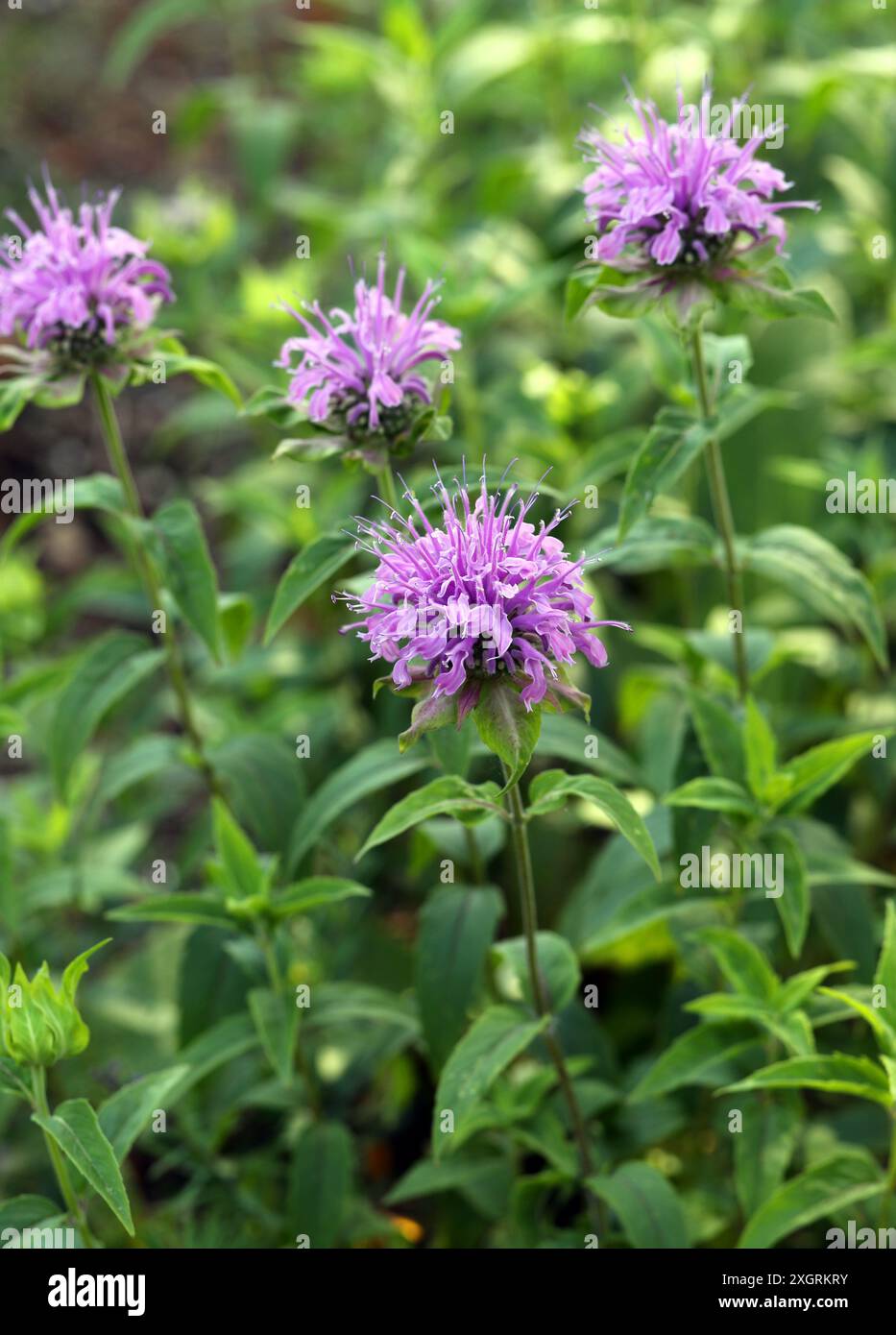 Monarda stricta hi-res stock photography and images - Alamy