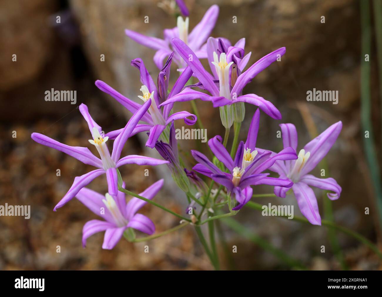 California native plant hi-res stock photography and images - Alamy