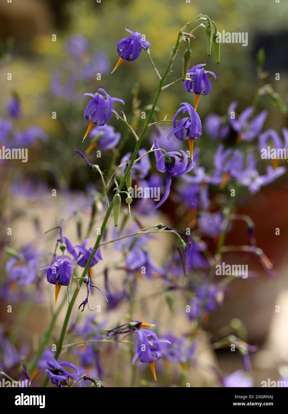 Conanthera bifolia hi-res stock photography and images - Alamy