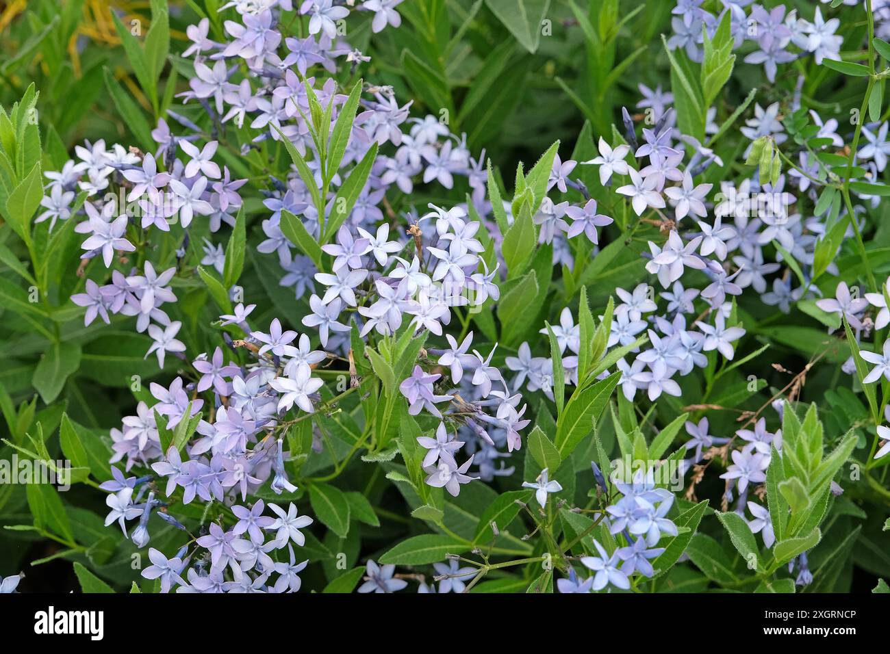 Eastern bluestar hi-res stock photography and images - Alamy