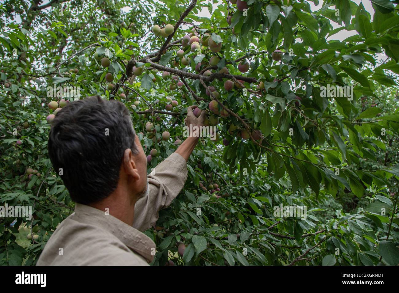 Budgam, India. 10th July, 2024. A Kashmir farmer harvests fresh plums ...