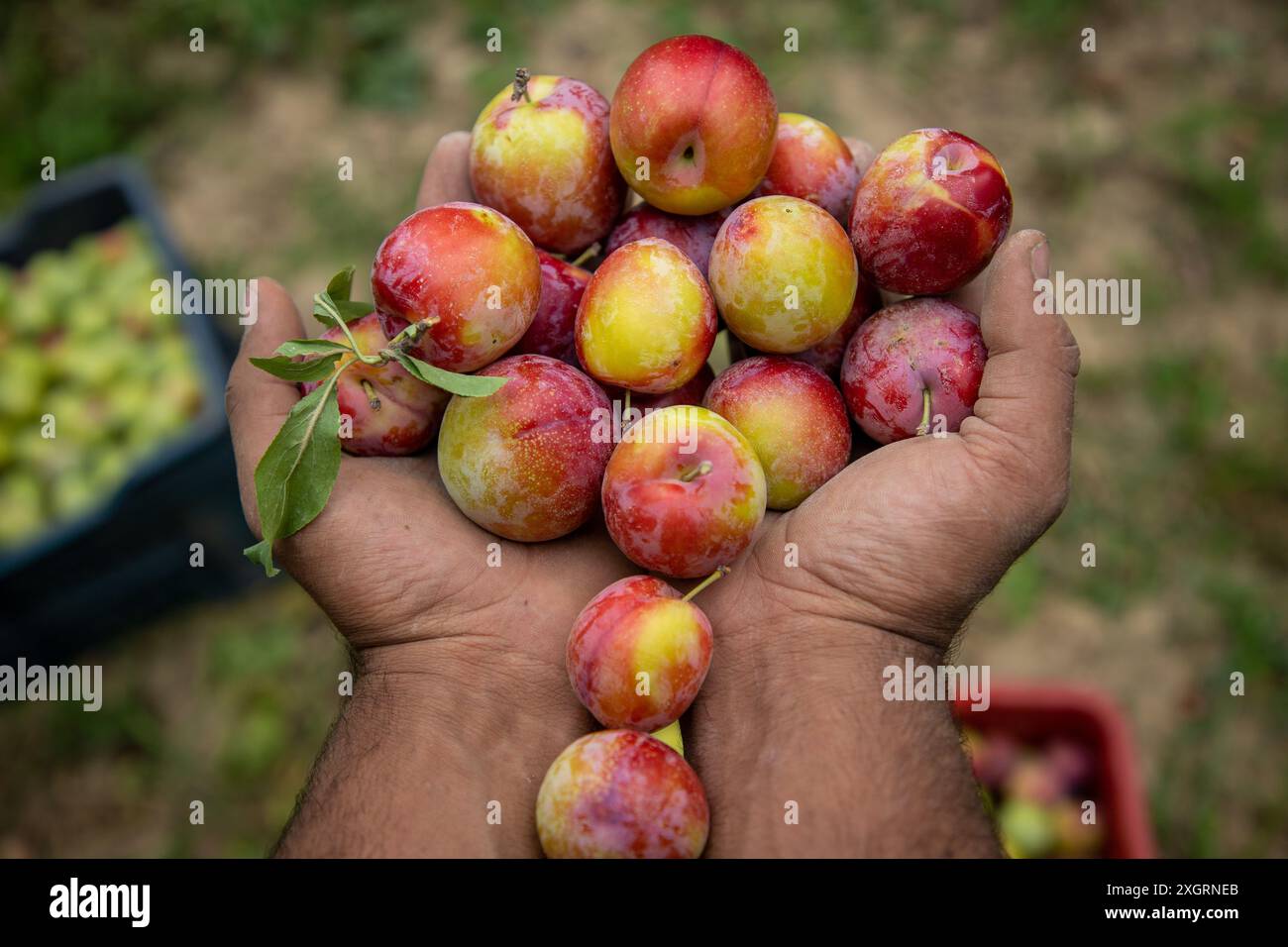 Budgam, India. 10th July, 2024. A Kashmir farmer shows freshly ...