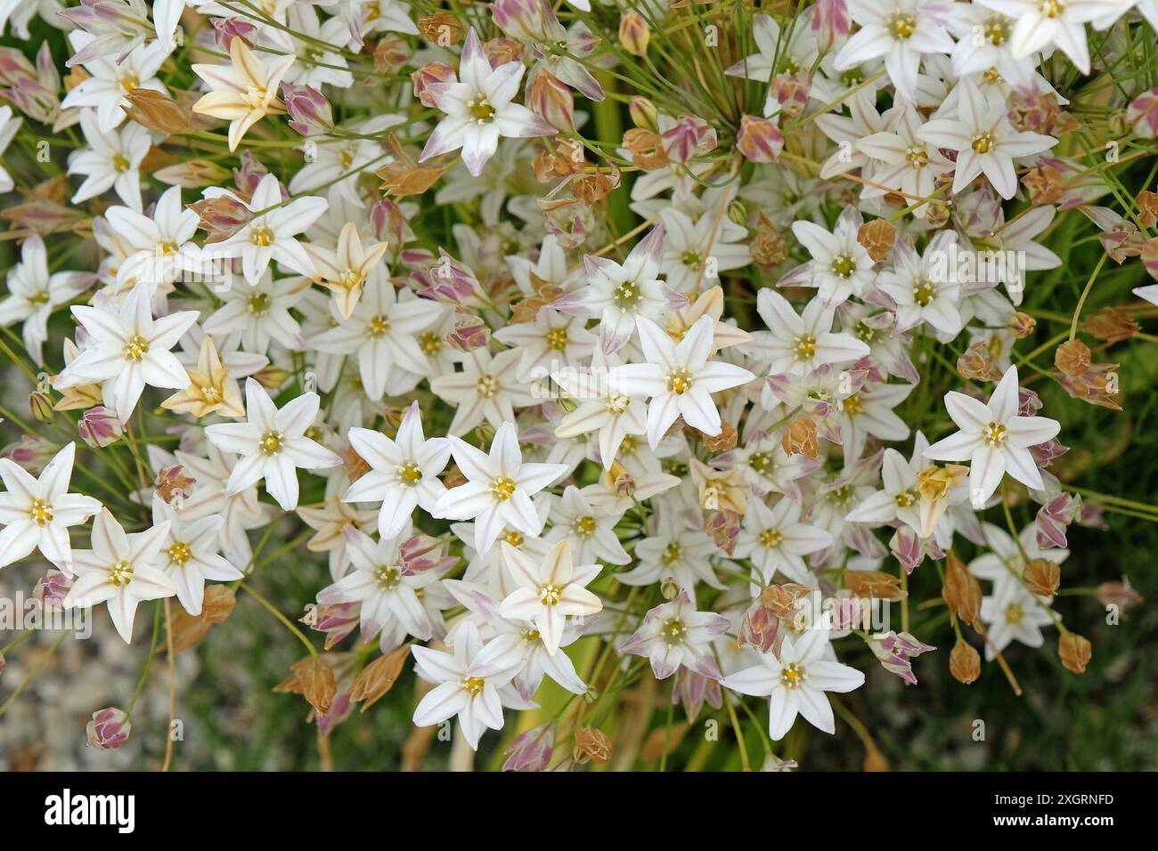 White triteleia hi-res stock photography and images - Alamy