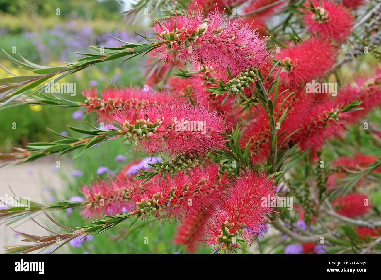 Bright red Callistemon citrinus, Crimson Bottlebrush ‘Splendens’ in ...