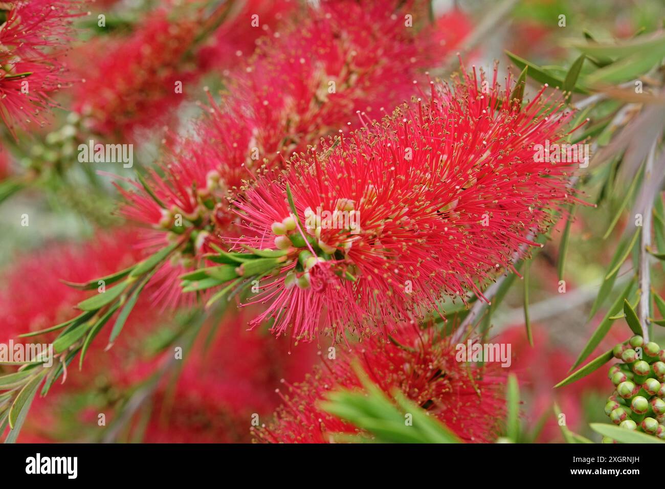 Bright red Callistemon citrinus, Crimson Bottlebrush ‘Splendens’ in ...