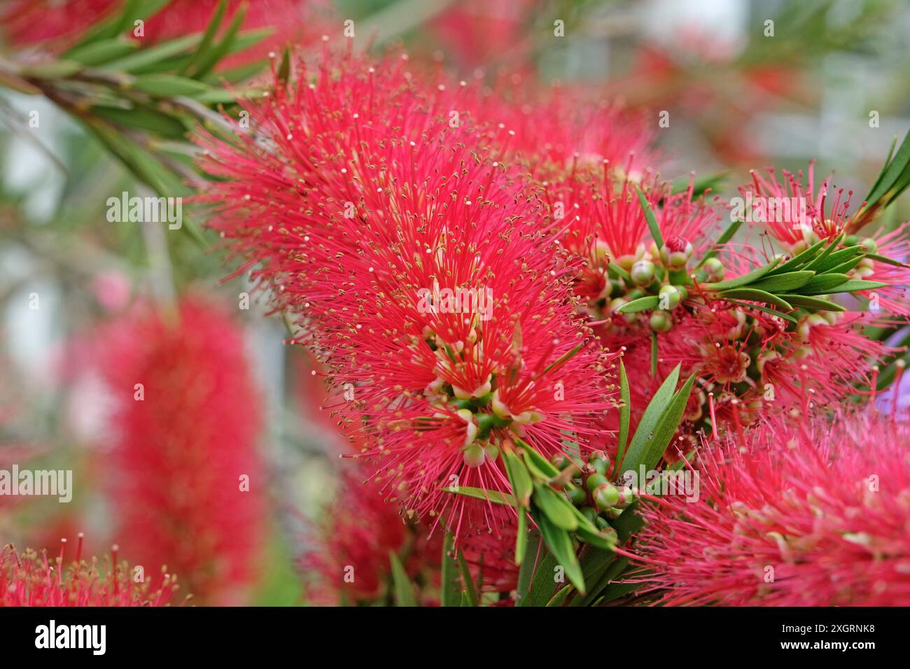 Bright red Callistemon citrinus, Crimson Bottlebrush ‘Splendens’ in ...