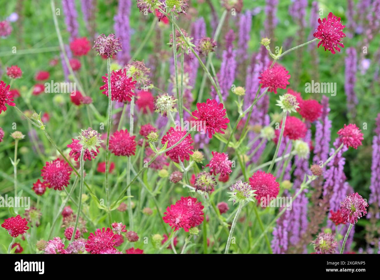 Macedonian scabious red knight hi-res stock photography and images - Alamy