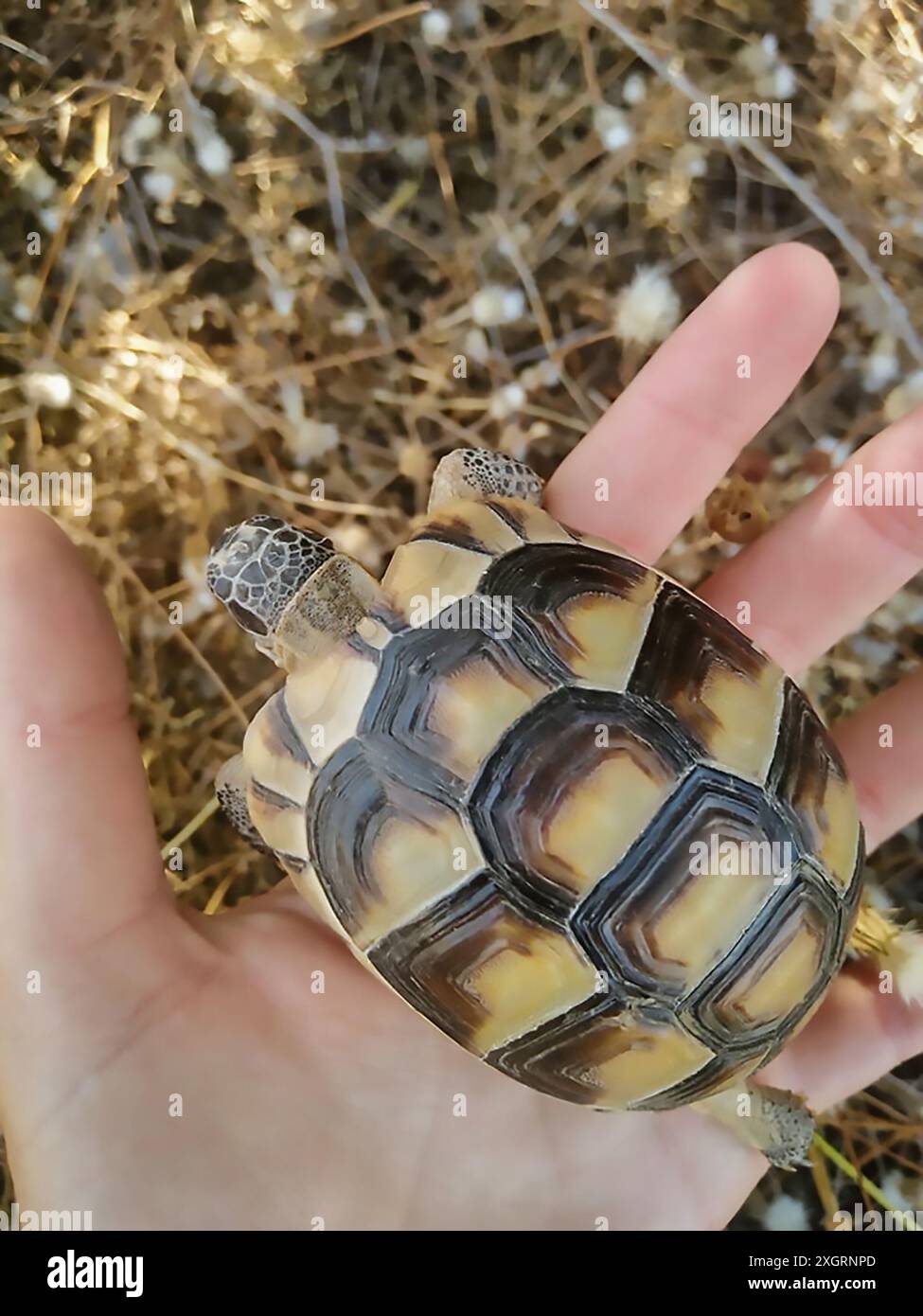 Baby tortoises hi-res stock photography and images - Alamy