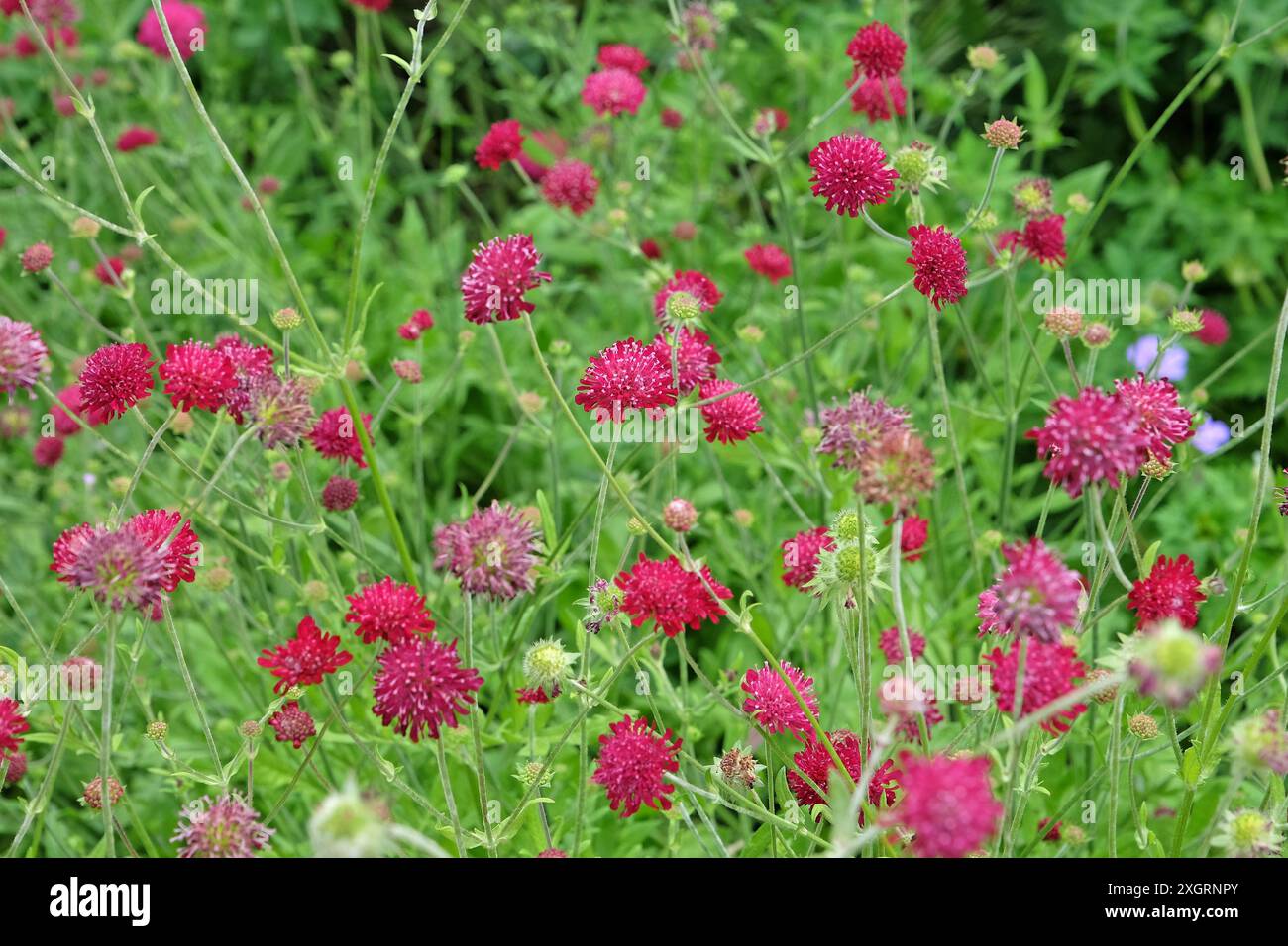 Macedonian scabious red knight hi-res stock photography and images - Alamy