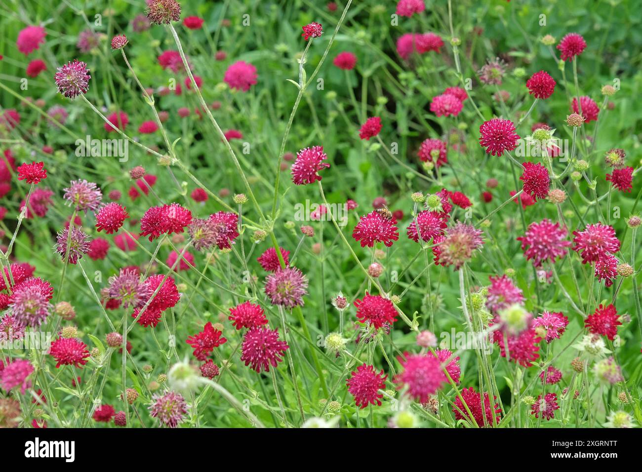 Knautia macedonica or Macedonian Scabious ‘Red Knight’ in flower Stock ...