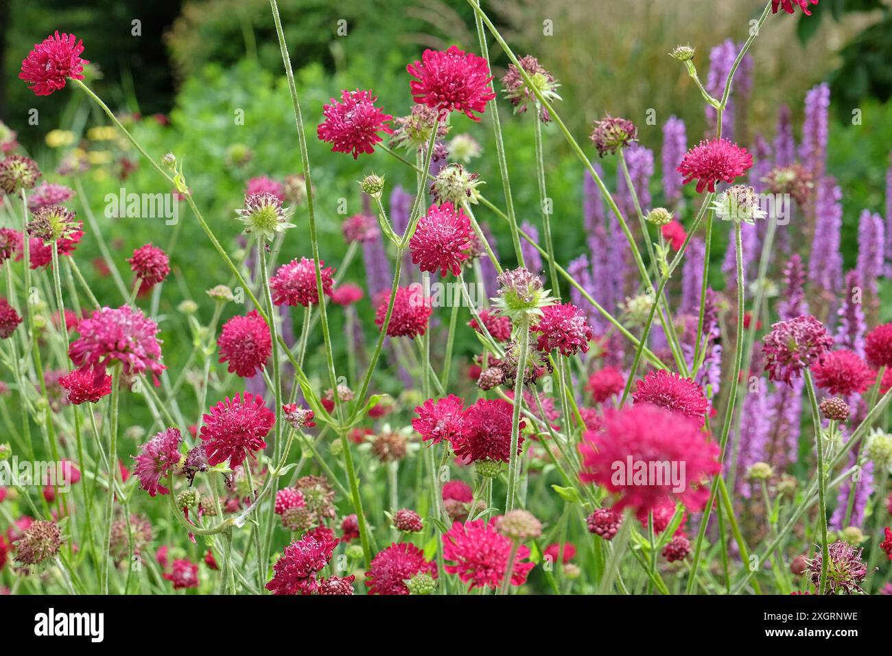 Macedonian scabious red knight hi-res stock photography and images - Alamy
