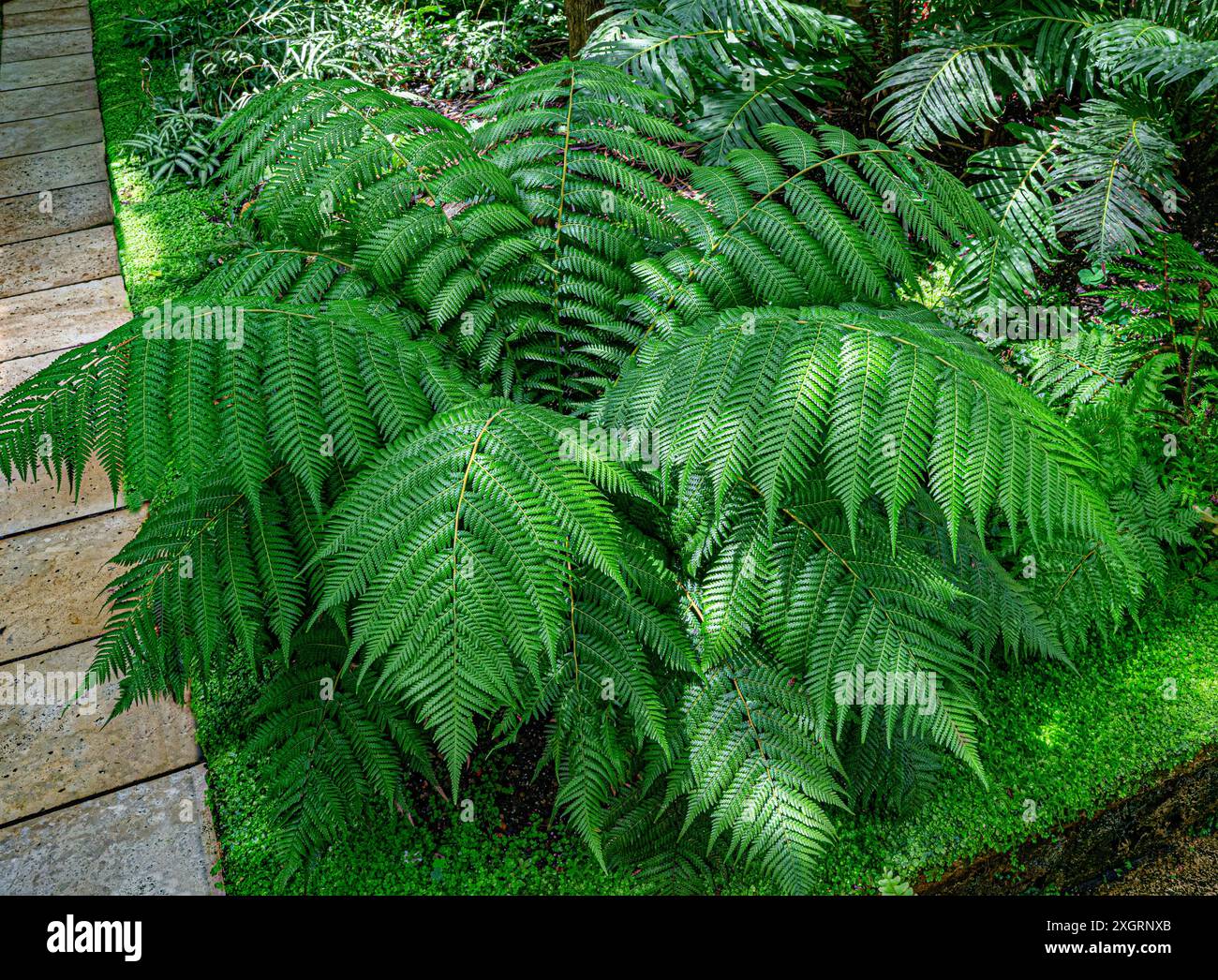 Blechnum gibbum called Silver lady or Dwarf tree fern (Blechnaceae) is ...