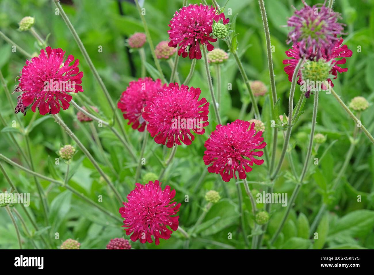 Macedonian scabious red knight hi-res stock photography and images - Alamy