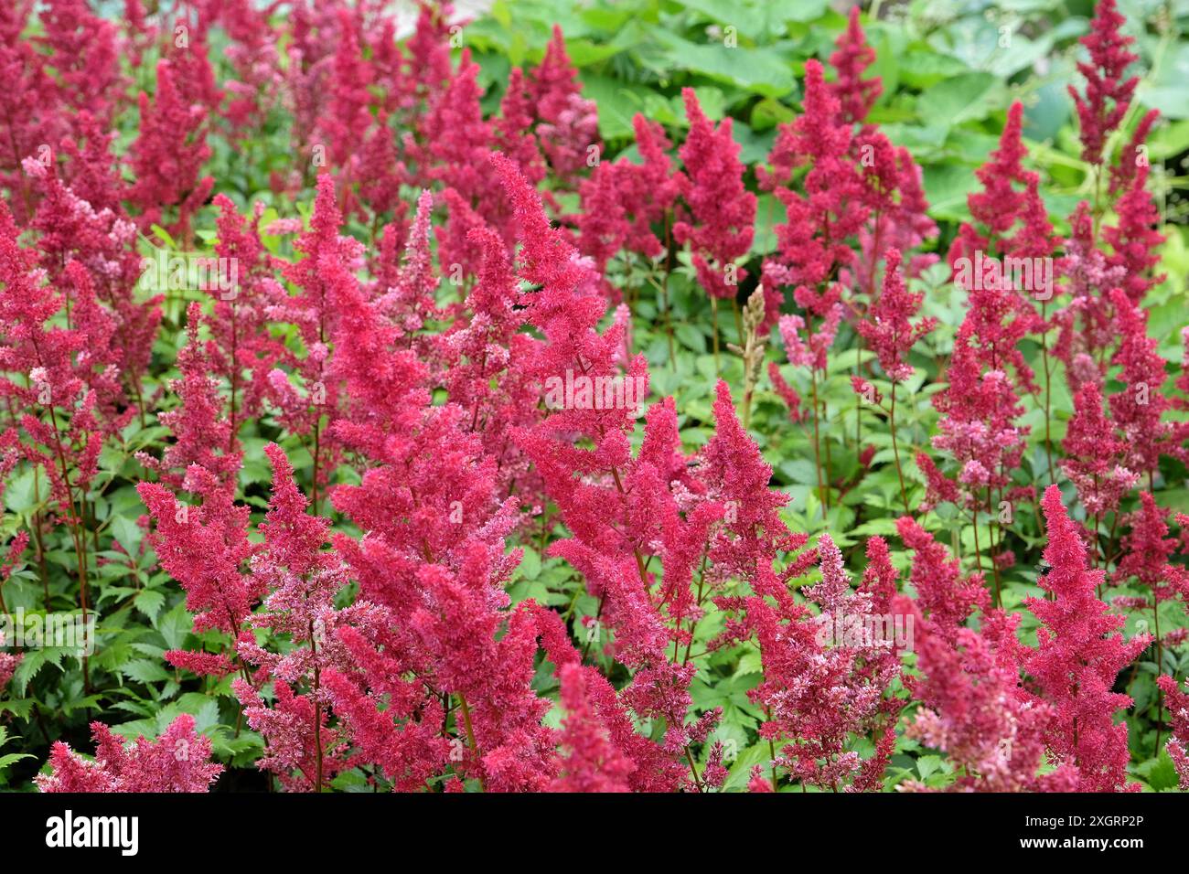 Red Astilbe arendsii ‘Fanal’ in flower during the summer months Stock ...