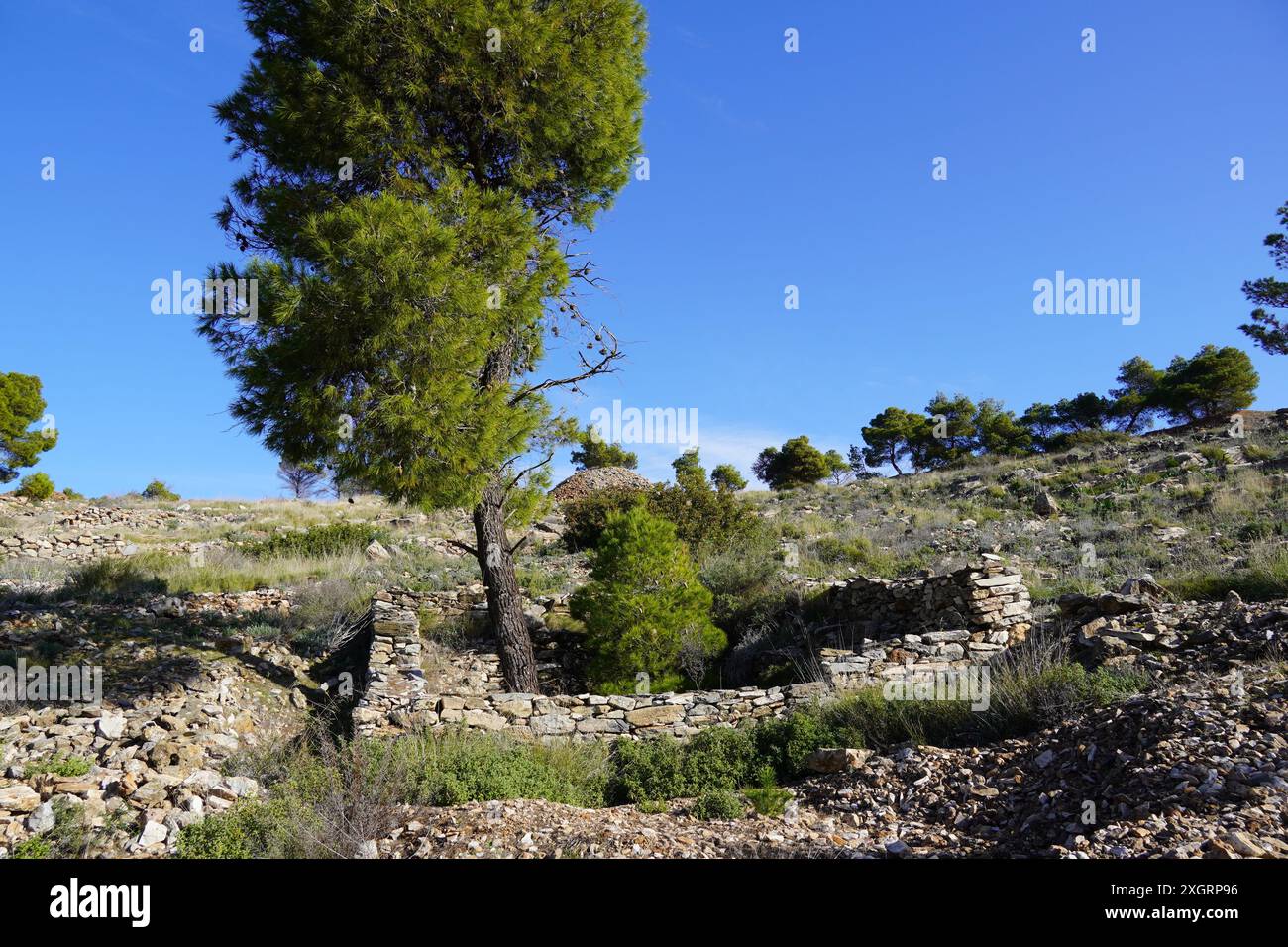 Nature reclaims human structures. Pine trees and shrubs growing on the ...