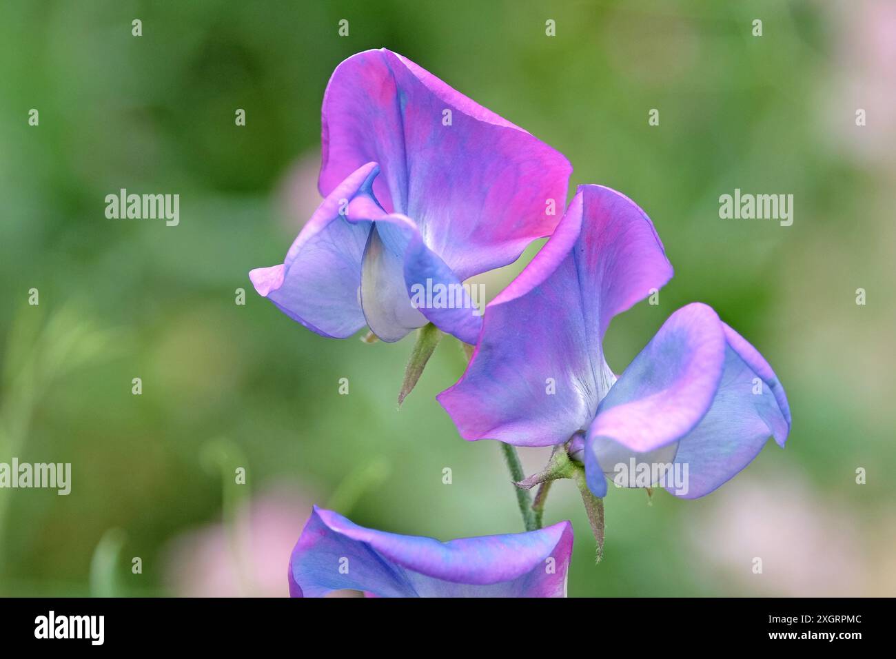 Blue and pink Lathyrus odoratus, sweet pea ‘Blue Shift’ in flower Stock ...