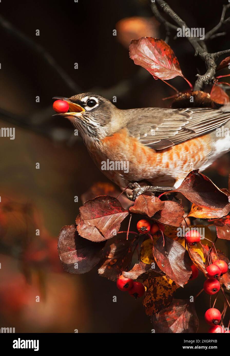 American robin foraging in autumn crabapple tree Stock Photo - Alamy