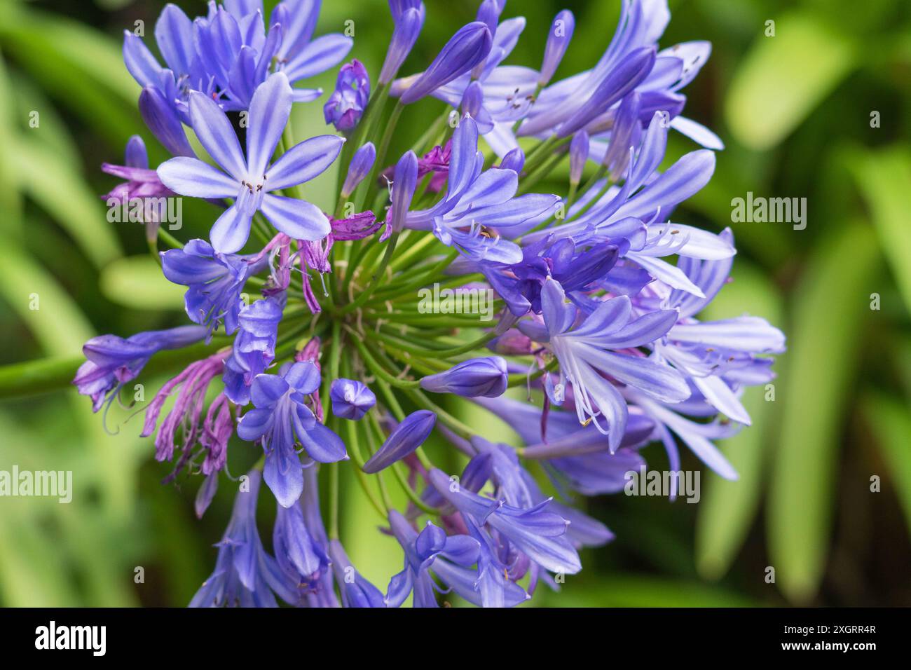 Madeira Blue Lily (Agapanthus praecox). Tropical Gardens Funchal ...