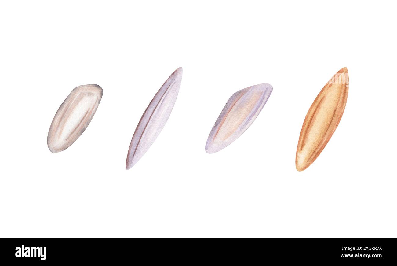 Collection of rice grains. Close up of white and brown rice crops. Hand ...