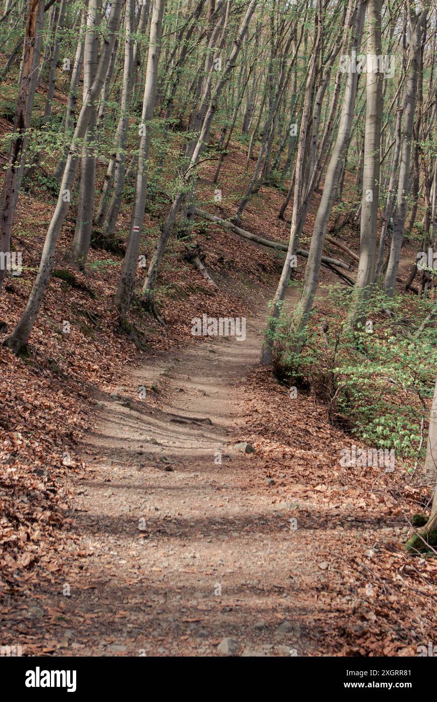 Footpath in the forest Stock Photo - Alamy