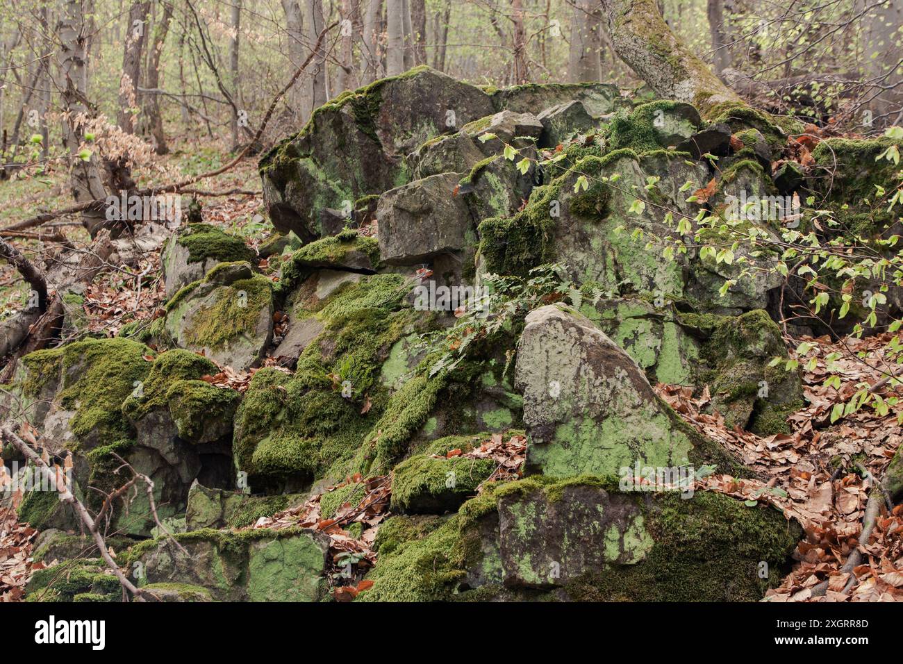 Moss on river rocks hi-res stock photography and images - Alamy