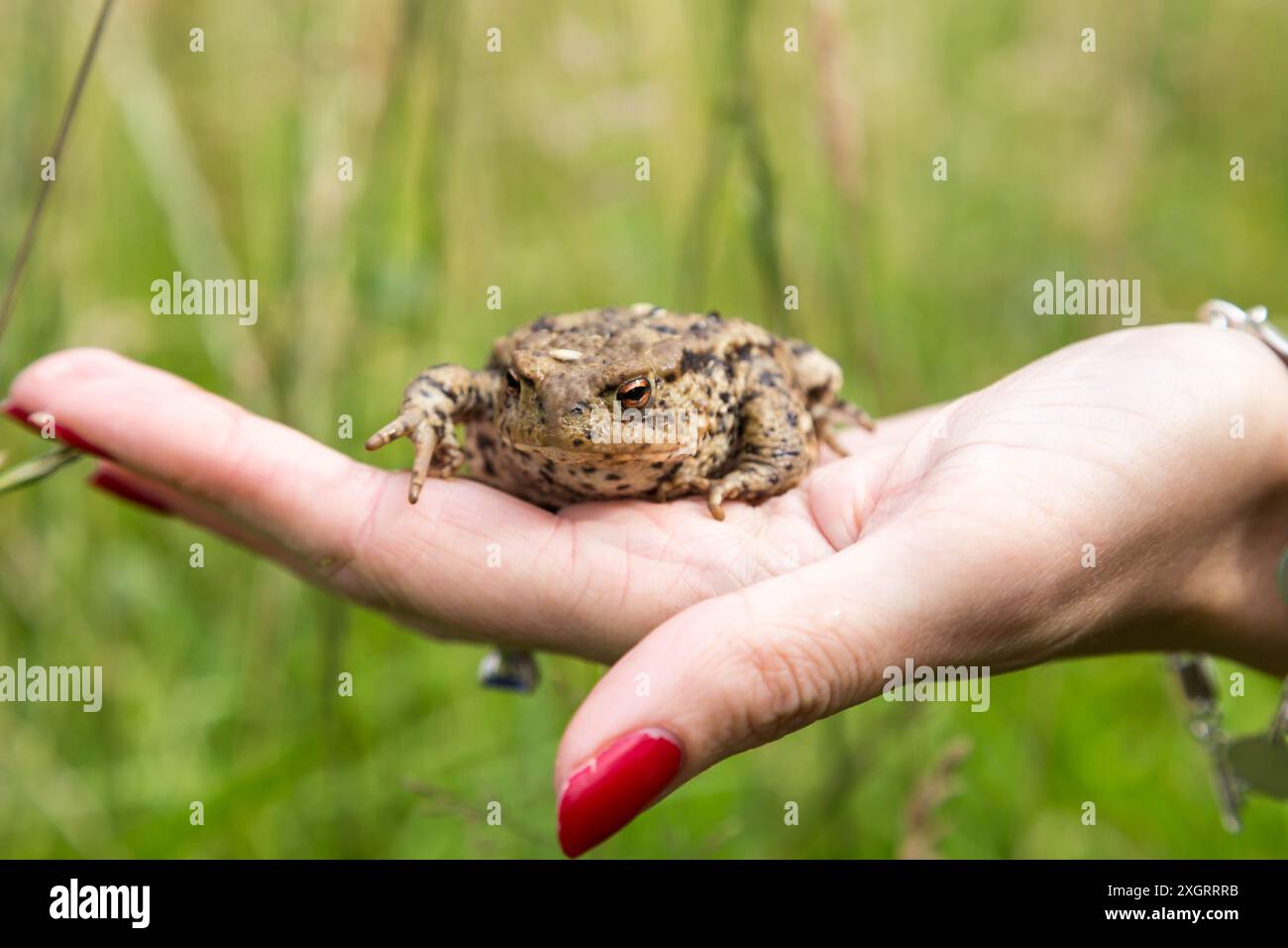 A Woman Holding a Toad in Her Hand Close Up Stock Photo - Alamy