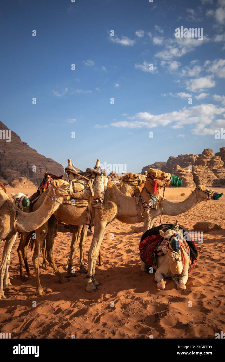 Vertical View of Dromedary Camel during Sunny Afternoon in Southern ...