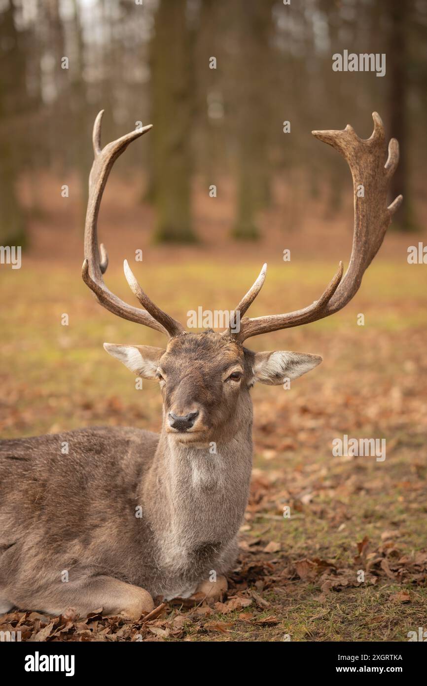 Fallow deer ruminant mammal hi-res stock photography and images - Alamy