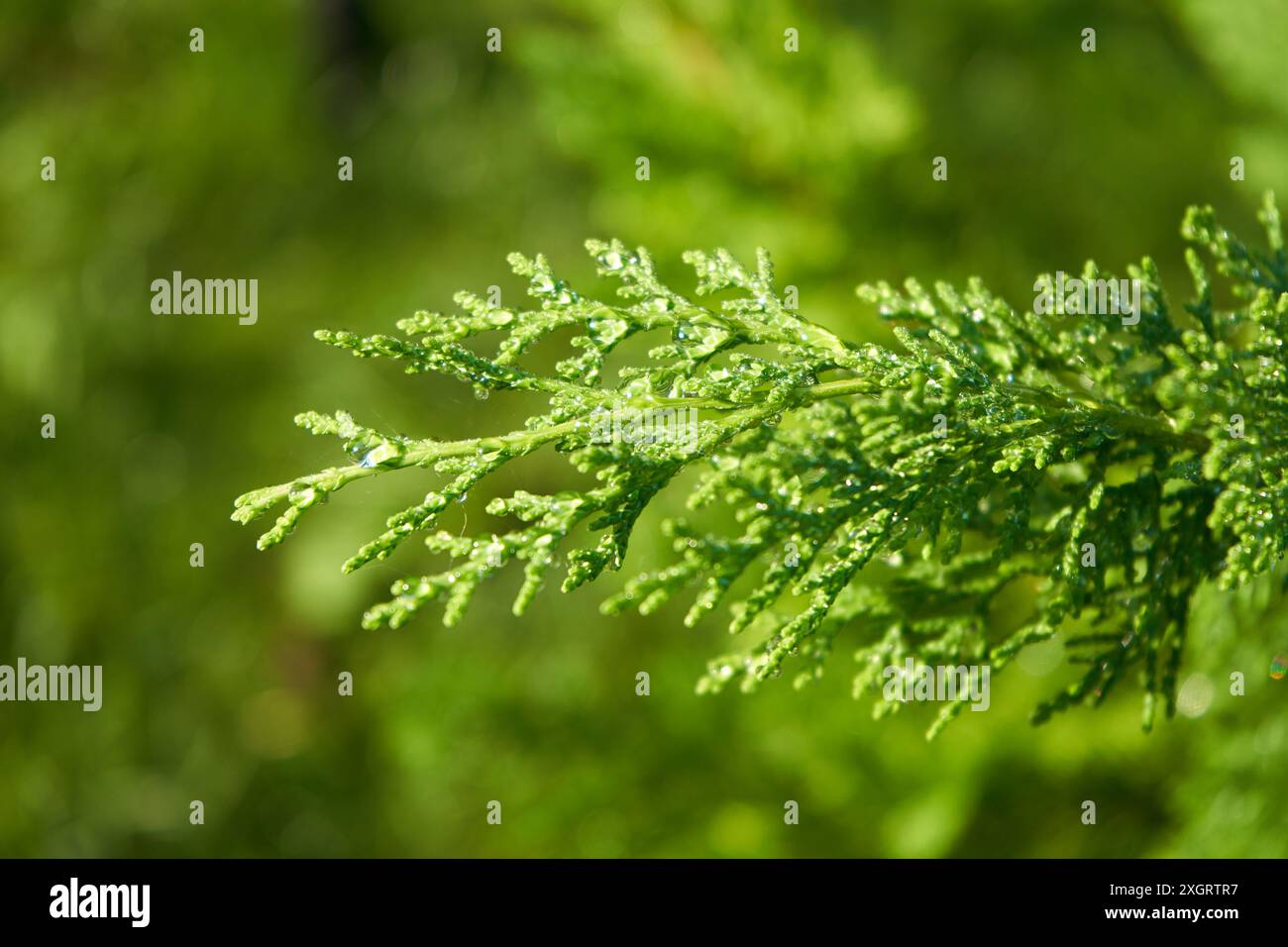 after rain branch of juniper spring green branch Stock Photo - Alamy