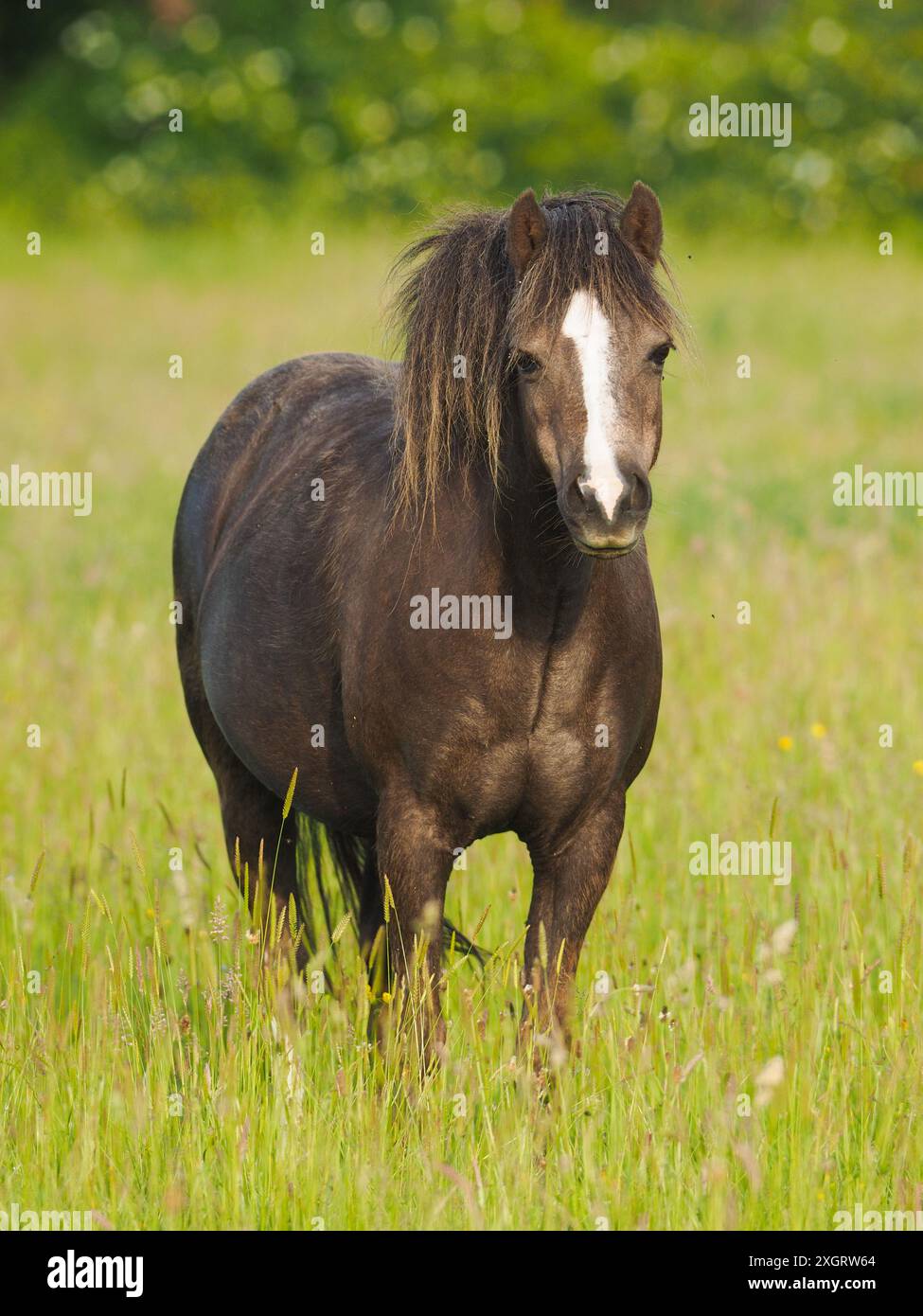 A pretty native pony stands in a summer paddock Stock Photo - Alamy