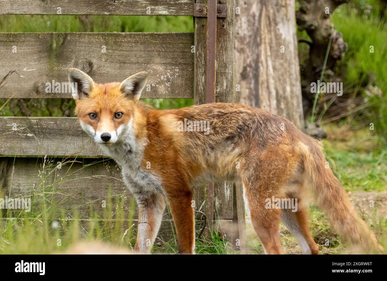 Canine curious hi-res stock photography and images - Alamy