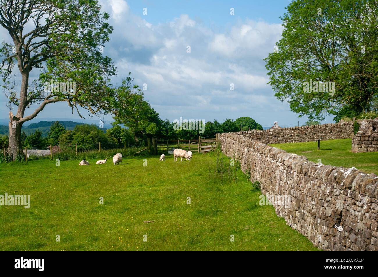 Banks East Turret Hadrians Wall Cumbria England Stock Photo - Alamy