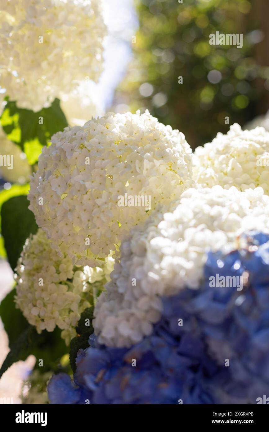 Hardiest hydrangeas hi-res stock photography and images - Alamy