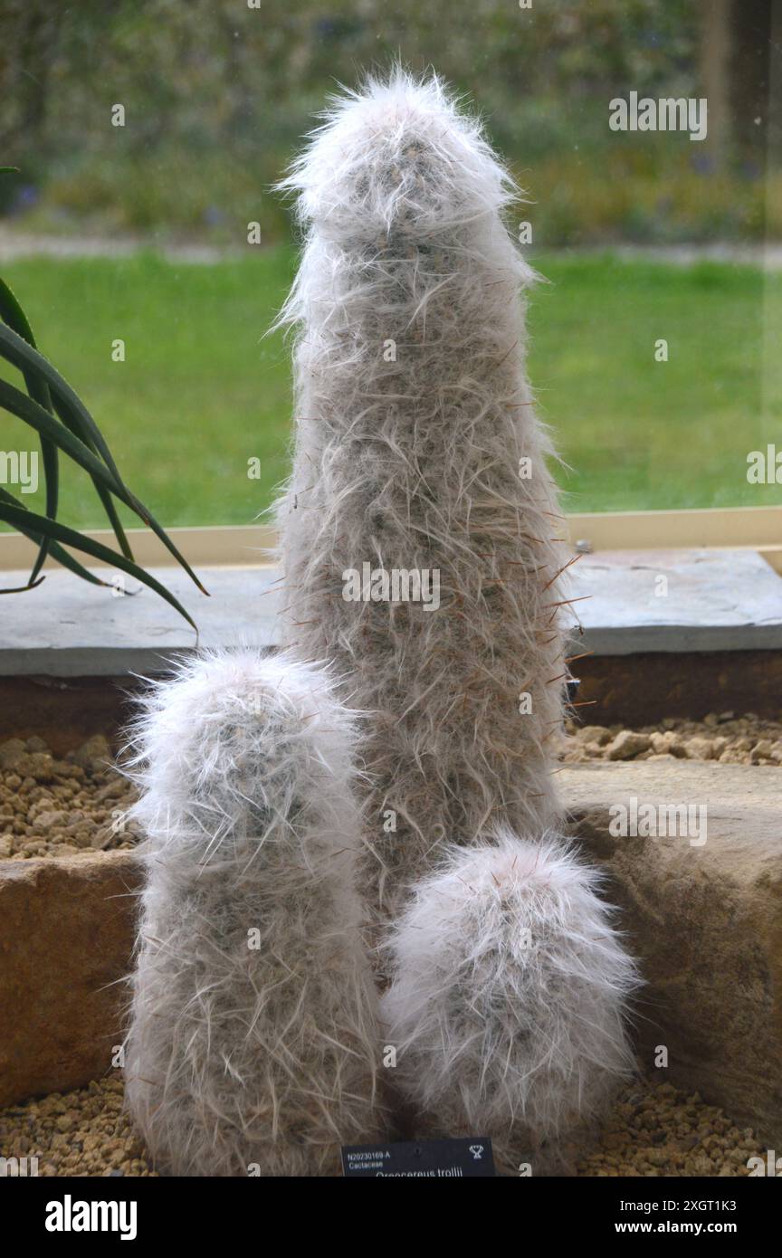 Oreocereus Trollii 'Old Man Of The Andes' s Large Cactus grown in the ...