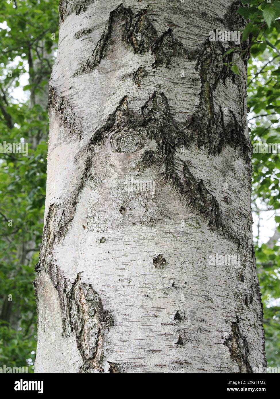 Showing patterns hi-res stock photography and images - Alamy