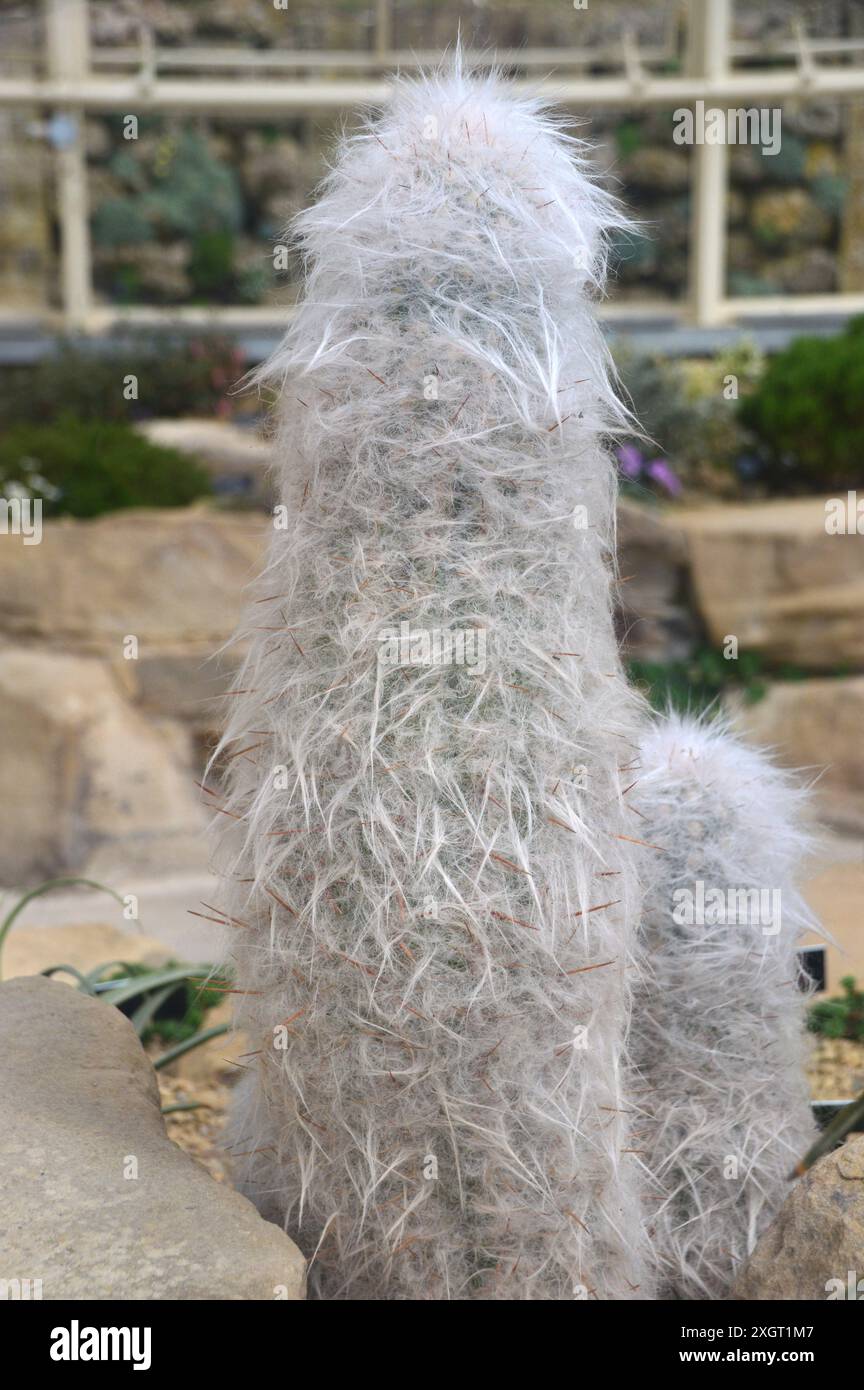 Oreocereus Trollii 'Old Man Of The Andes' s Large Cactus grown in the ...