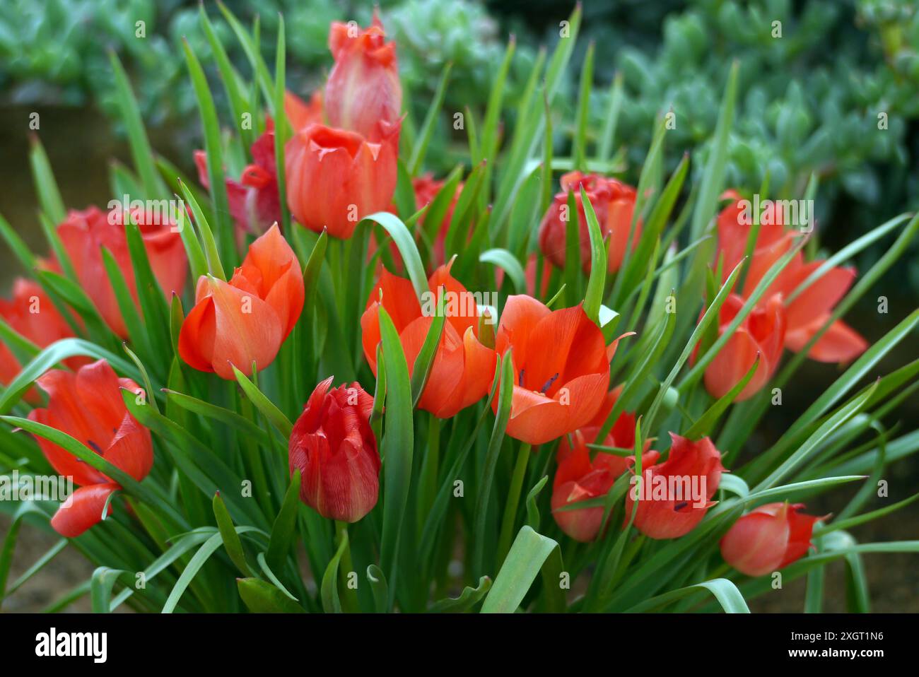 Bunch of Red Tulipa 'linifolia' (Flax-leaved Tulip) grown in the Alpine ...