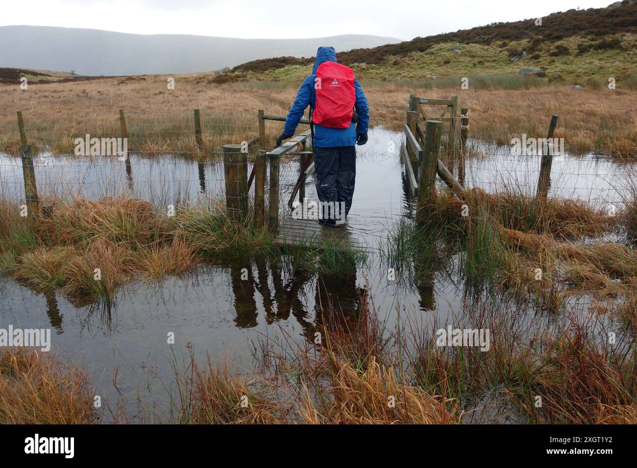 Man Walking on Flooded Foot Bridge over the Outlet in Skeggles Water in ...