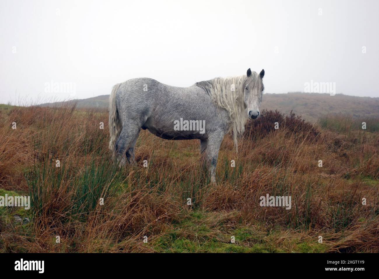 A Wet White/Grey Stallion Fell Pony Standing in the Rain near 'Hollow ...