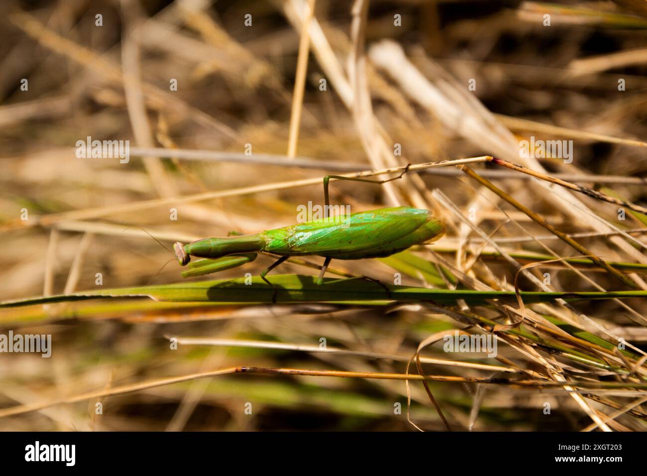 Green mantis on the dry grass Stock Photo - Alamy