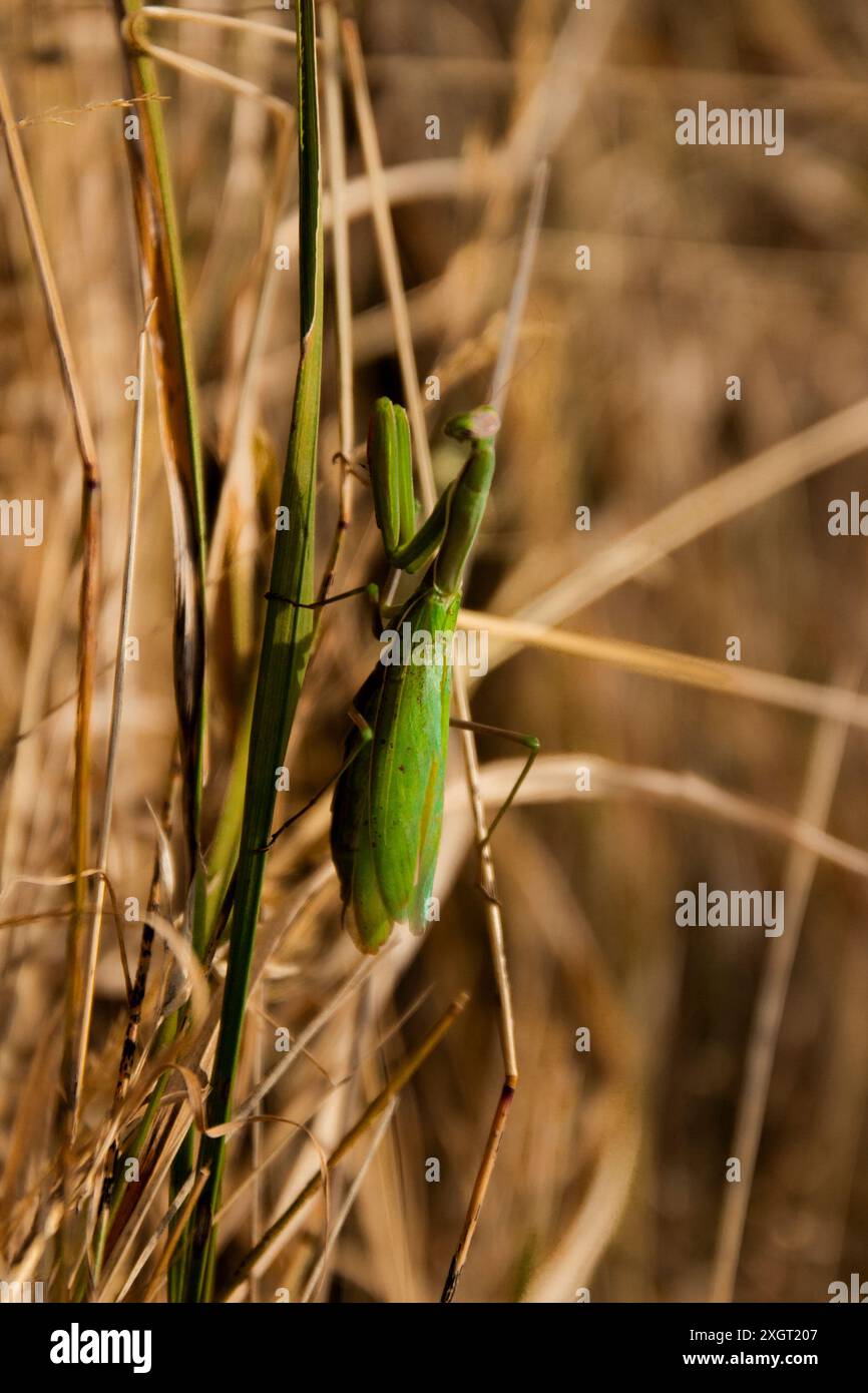 Green mantis on the dry grass Stock Photo - Alamy