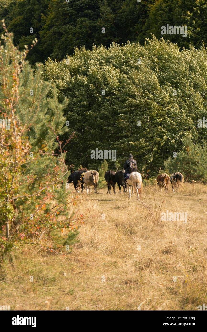 Bulgaria, cows on the farm Stock Photo - Alamy