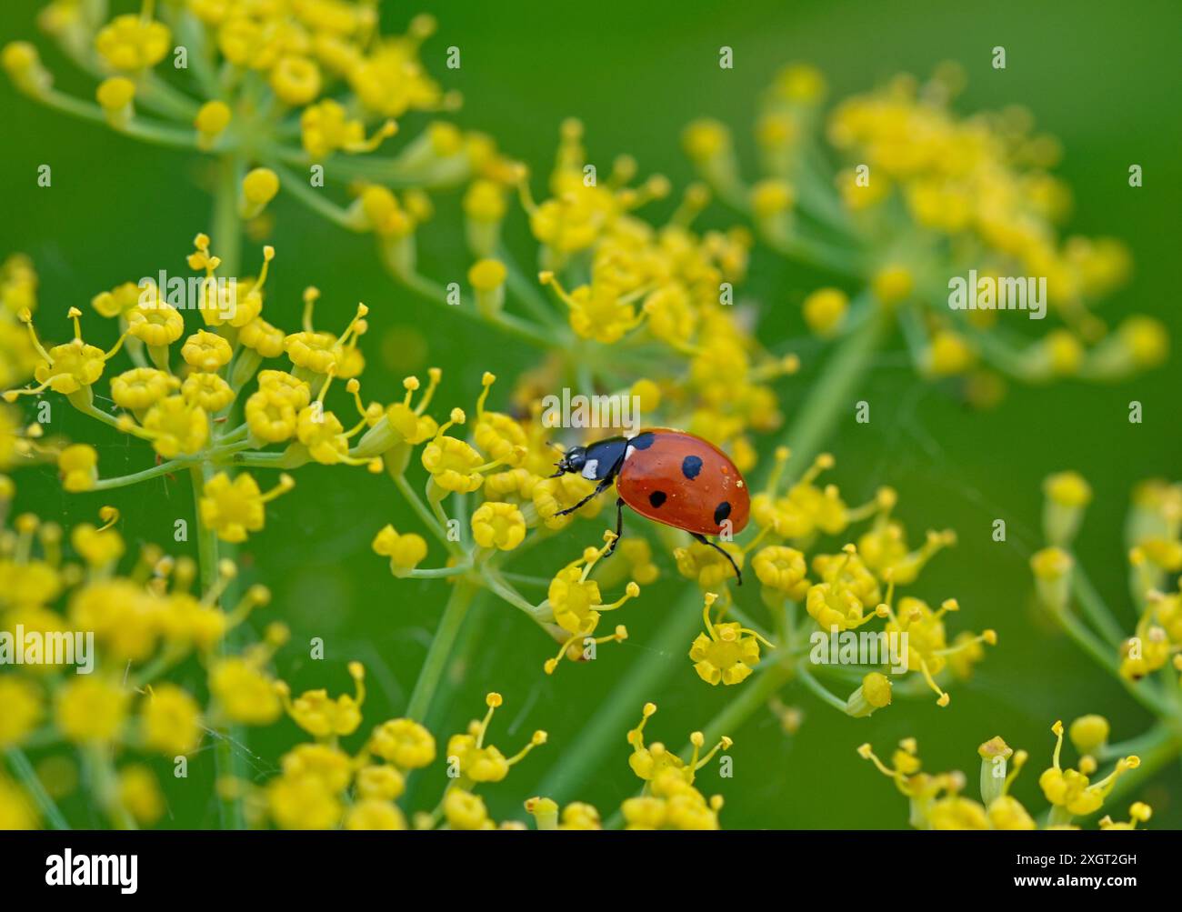 10 July 2024, Brandenburg, Lieberose: A ladybug climbs over the flower ...