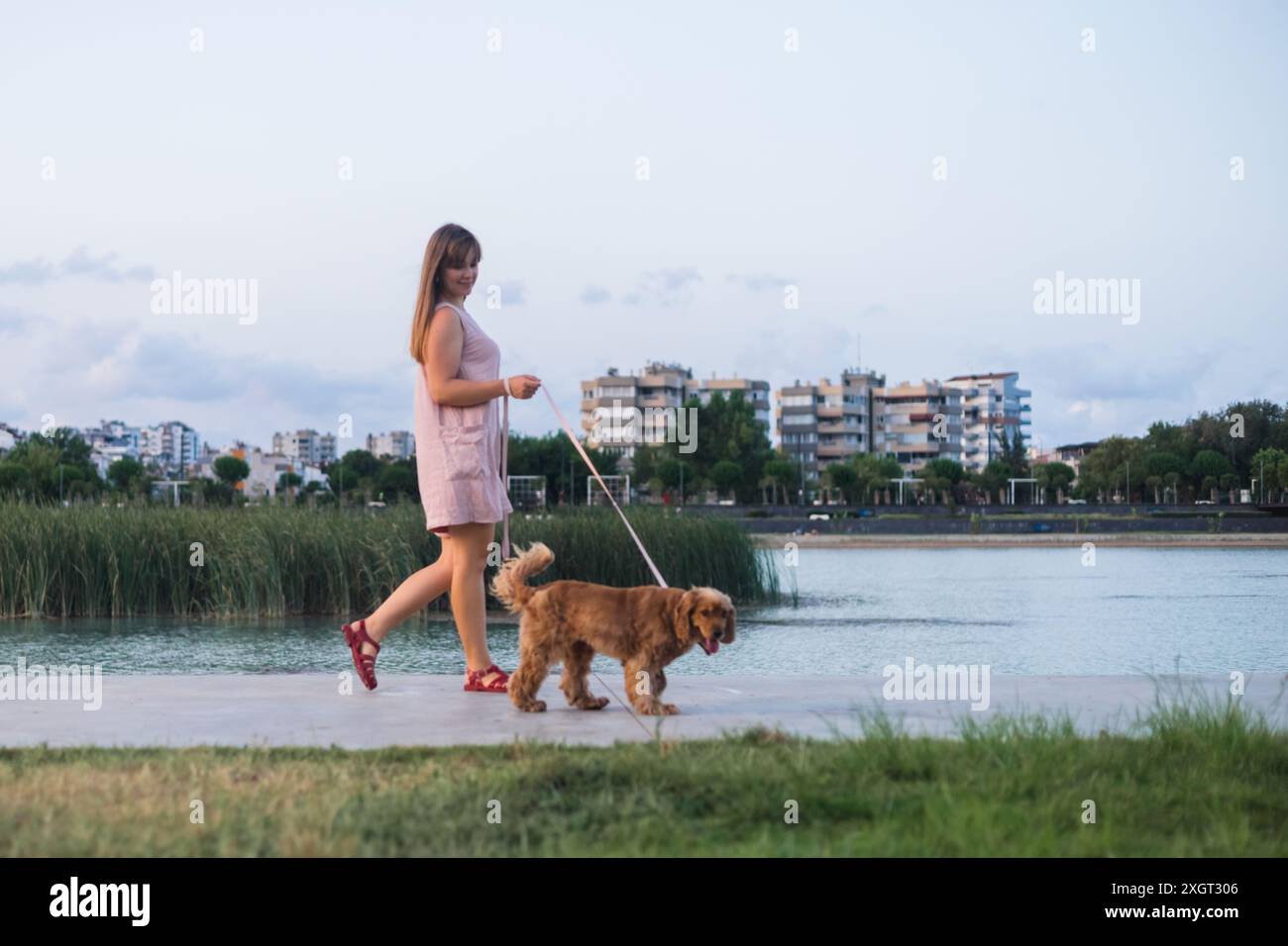 English cocker spaniel blonde hi-res stock photography and images - Alamy